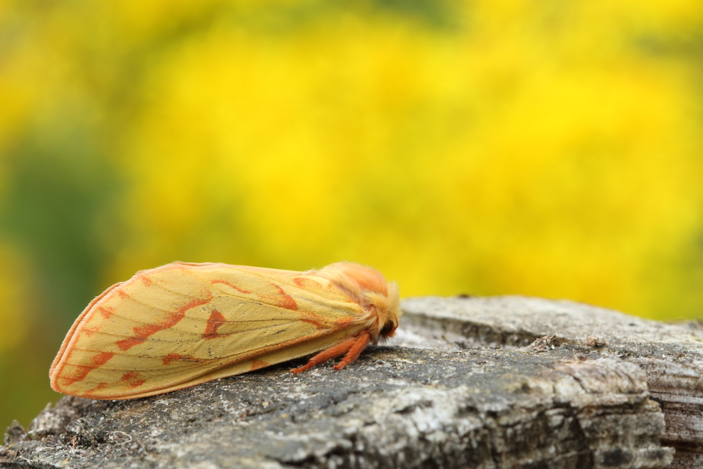Why Moths? | Somerset Wildlife Trust