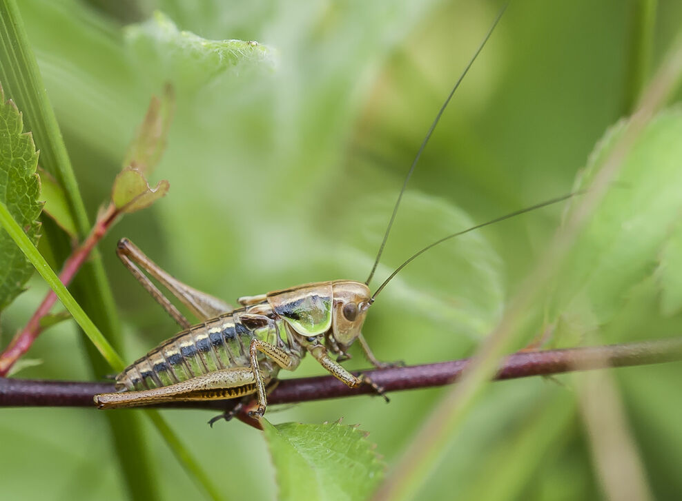 Westhay Moor Peatland Restoration Project | Somerset Wildlife Trust