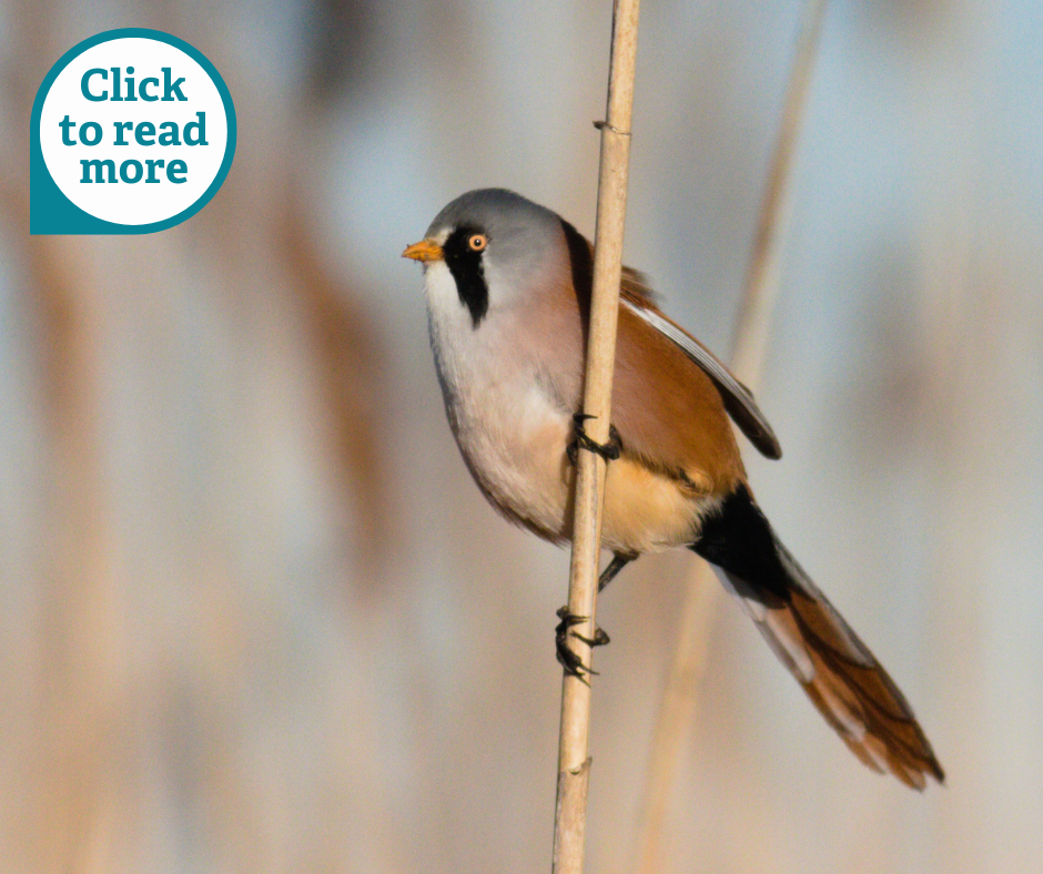 State of Nature | Somerset Wildlife Trust