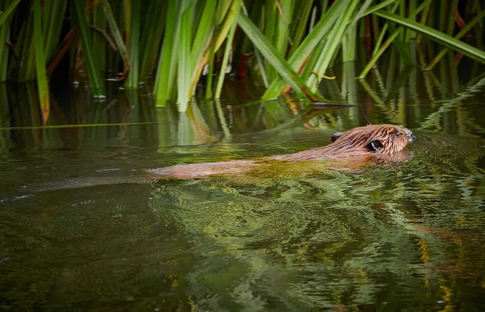 Become a Patron | Somerset Wildlife Trust