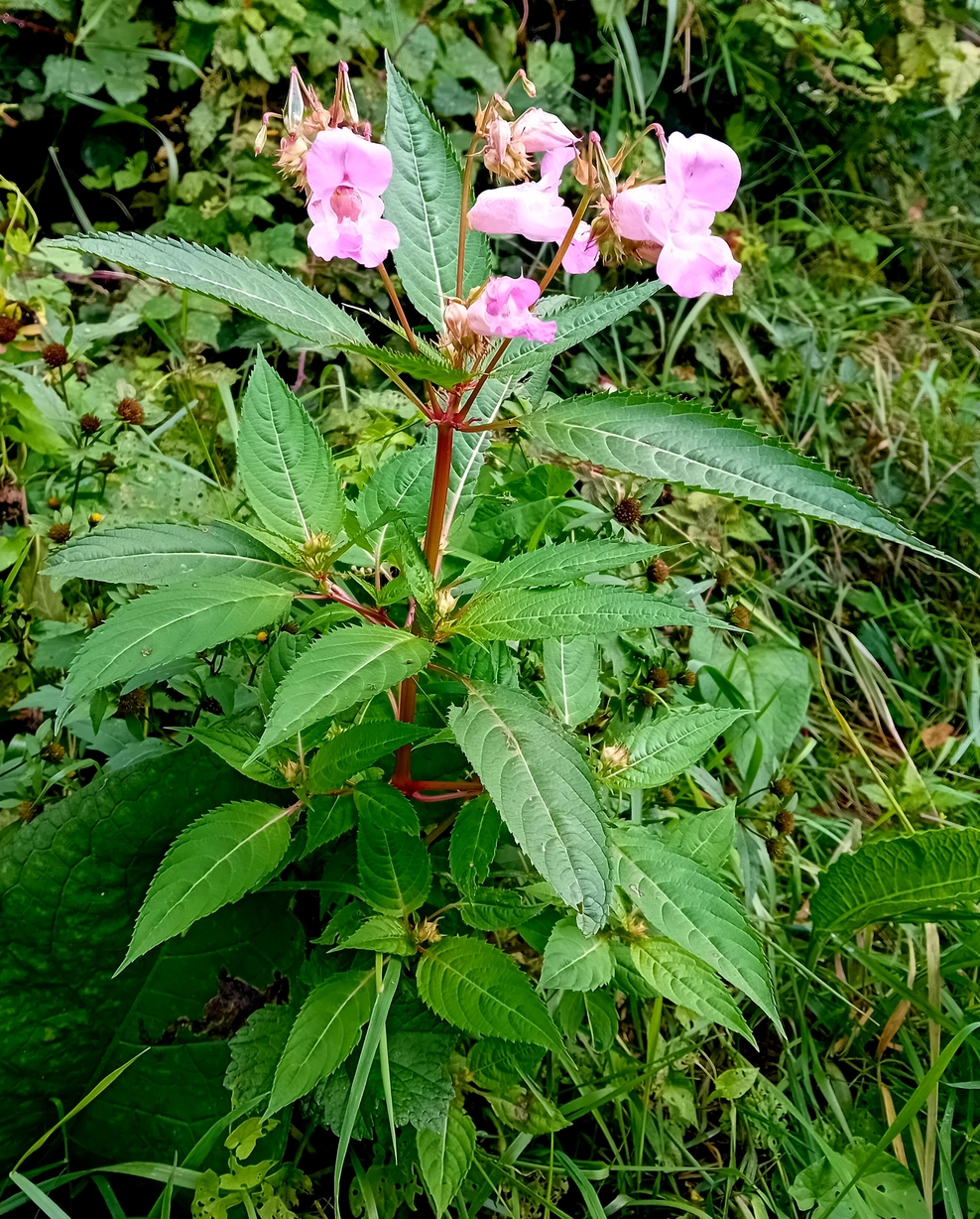 Himalayan Balsam: The Pretty Pink Menace | Somerset Wildlife Trust