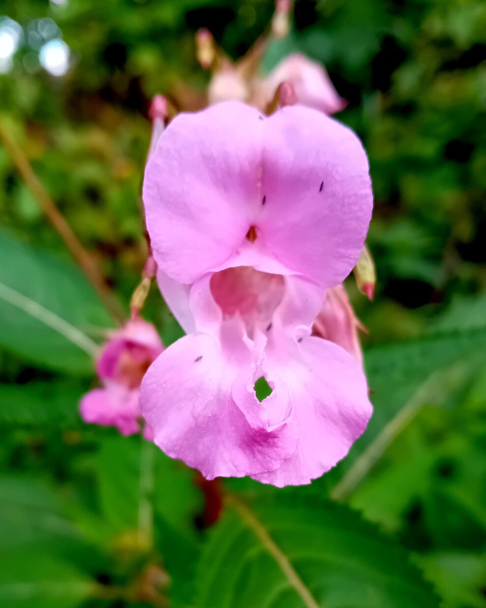 Himalayan Balsam: The Pretty Pink Menace | Somerset Wildlife Trust