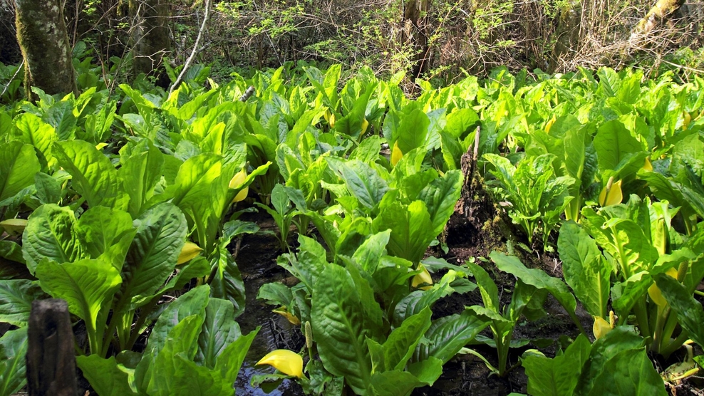 American Skunk-Cabbage: What’s All The Stink? | Somerset Wildlife Trust