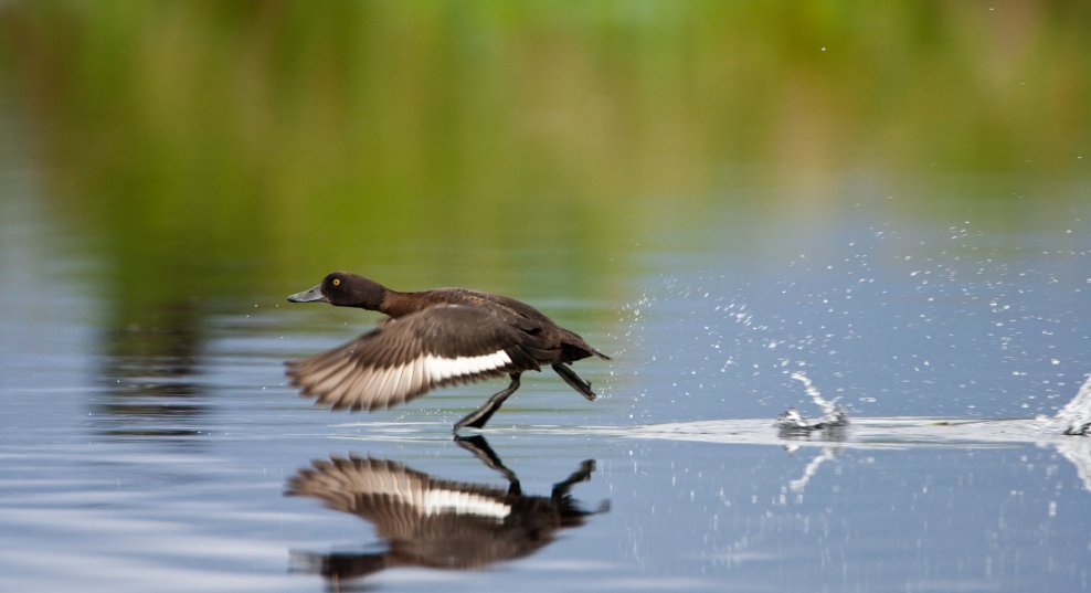 Catcott Nature Reserve | Somerset Wildlife Trust