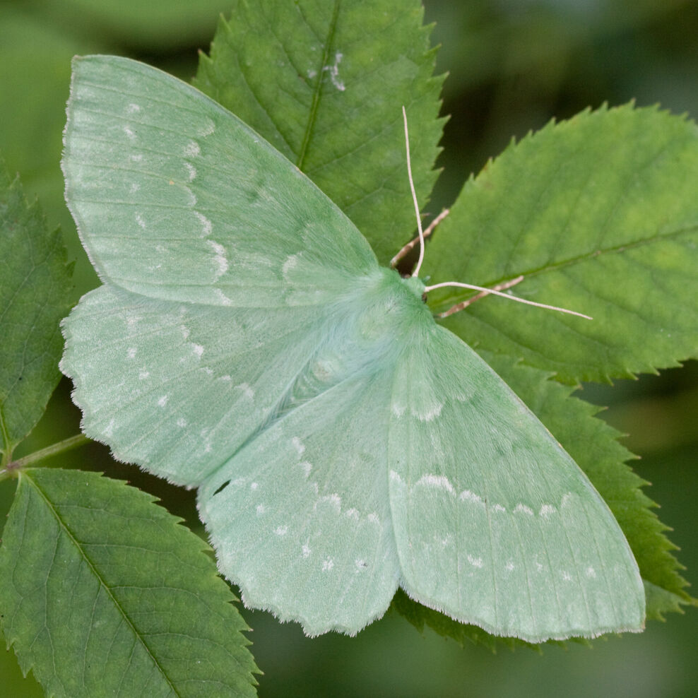 Why Moths? | Somerset Wildlife Trust