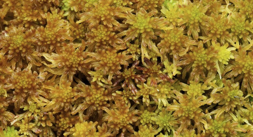 Westhay Moor Peatland Restoration Project | Somerset Wildlife Trust