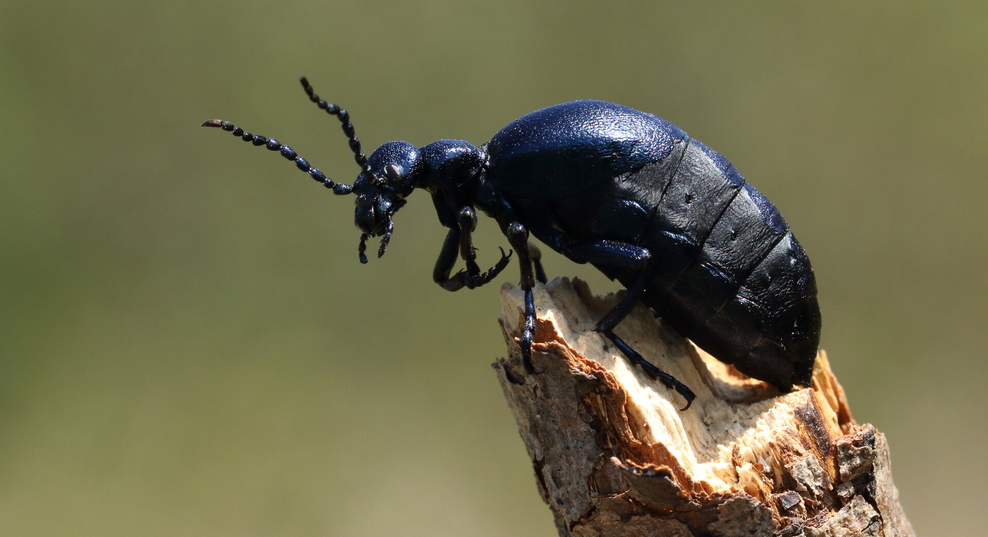 It’s Oil in the Name | Somerset Wildlife Trust