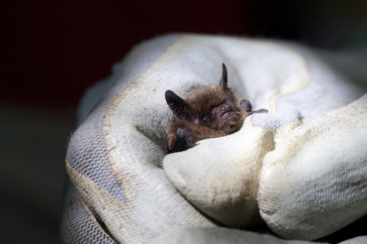 Let’s chat about bats this Bat Week! | Somerset Wildlife Trust