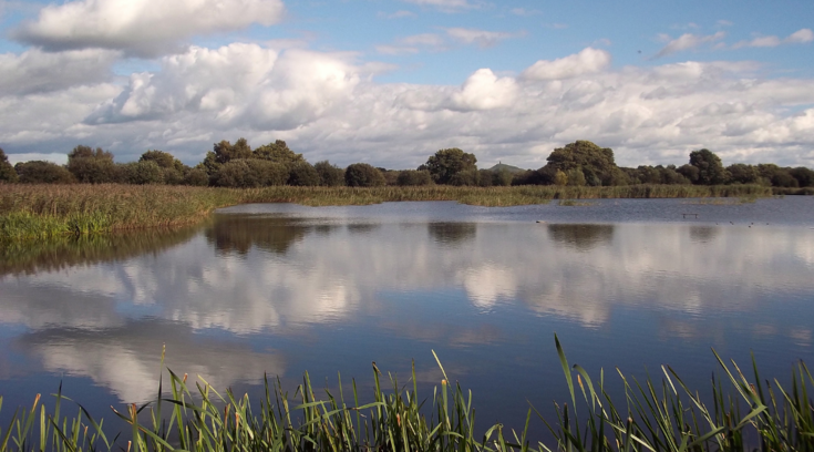A new look for the Avalon Marshes | Somerset Wildlife Trust