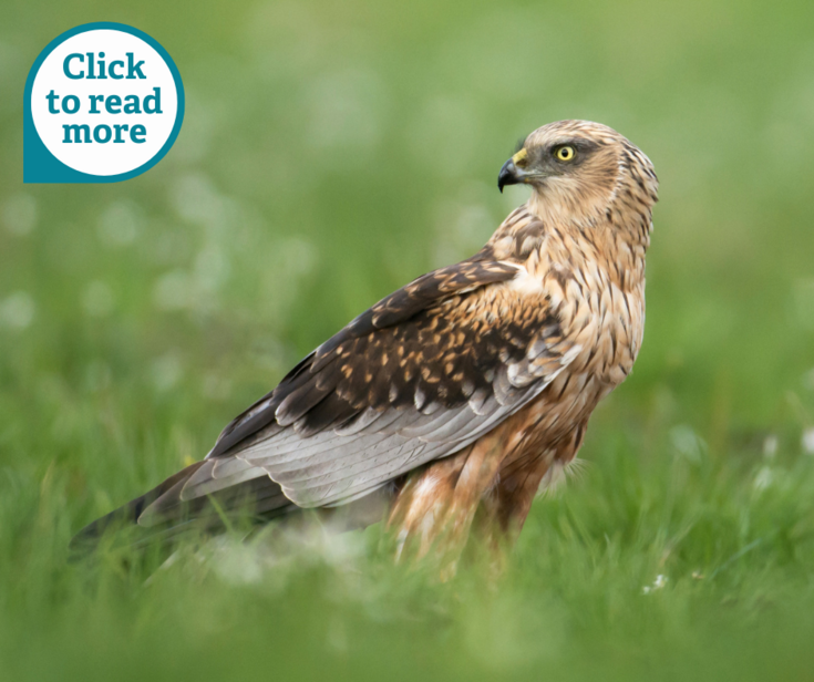 State of Nature | Somerset Wildlife Trust