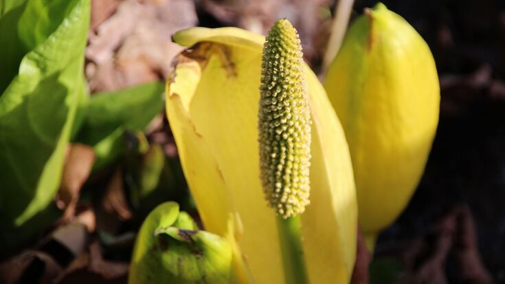 American Skunk-Cabbage: What’s All The Stink? | Somerset Wildlife Trust