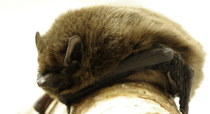 Big Bat Count Taunton | Somerset Wildlife Trust