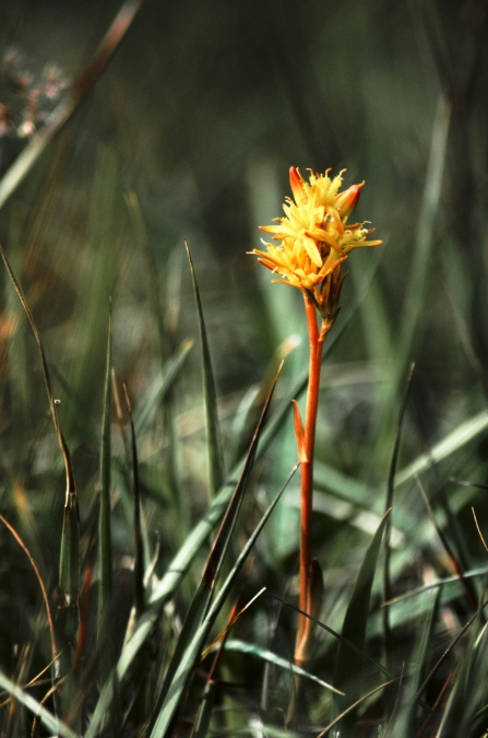 Bog asphodel | Somerset Wildlife Trust
