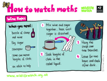 Spotter sheets and craft activities | Somerset Wildlife Trust