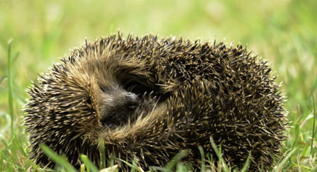 how to make my hedgehog not scared