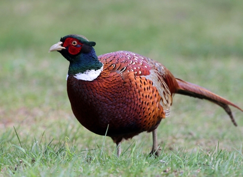 Pheasant | Somerset Wildlife Trust