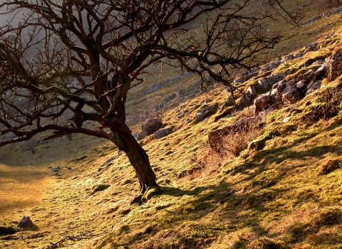 Ubley Warren | Somerset Wildlife Trust