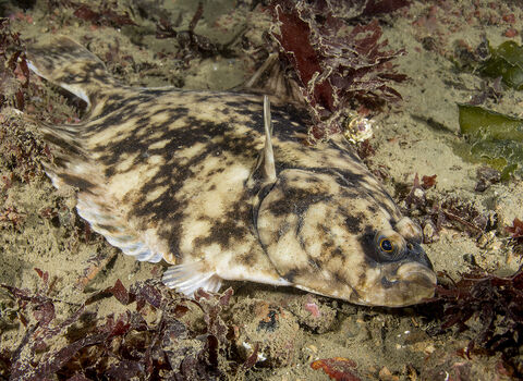 European flounder | Somerset Wildlife Trust