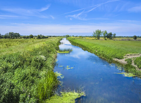 Home | Somerset Wildlife Trust