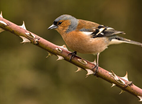 Christmas | Somerset Wildlife Trust