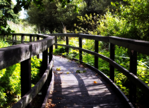 Nature reserves | Somerset Wildlife Trust