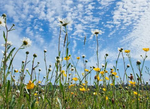 Nature reserves | Somerset Wildlife Trust