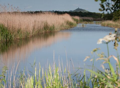 Somerset's Nature Recovery | Somerset Wildlife Trust