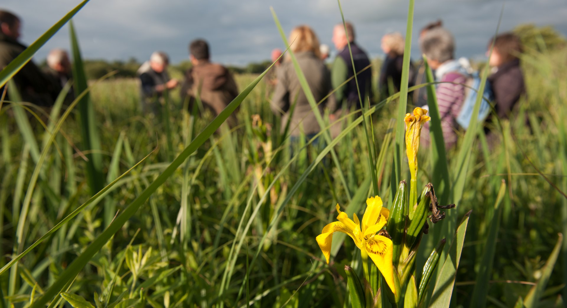 Group of adults learning about plants | Somerset Wildlife Trust